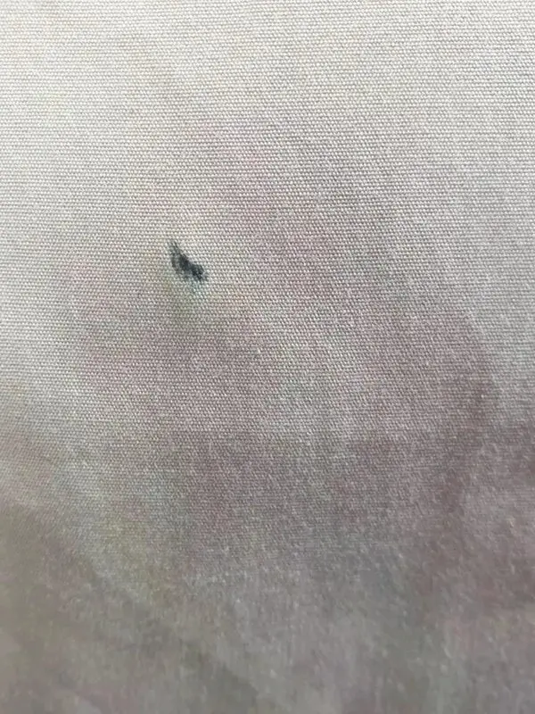 Prada Short-sleeve Button-down Shirt