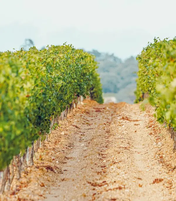 HANIKON Côtes De Provence 2025 – Côtes De Provence, France