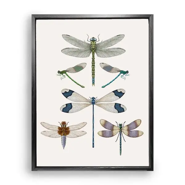 EMILY CARTER Blue / Grey British Dragonflies Fine Art Print L - Blue/grey