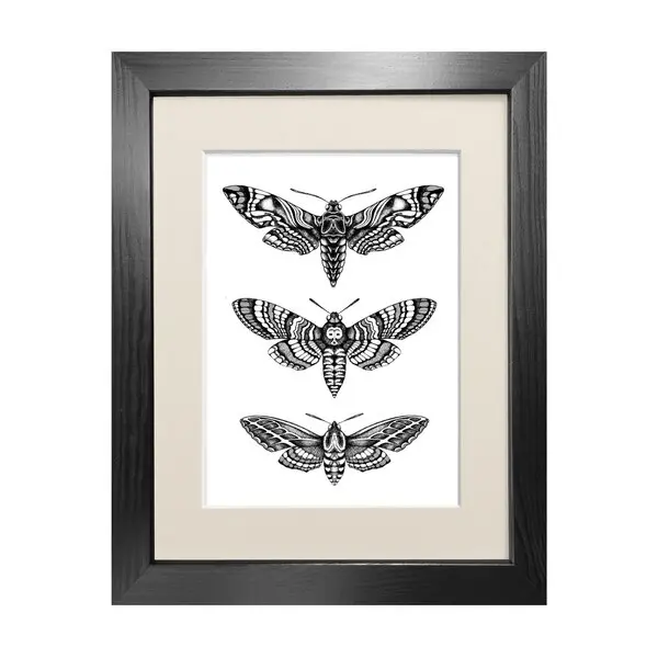EMILY CARTER Hawk Moths' Fine Art Print A4 - Black