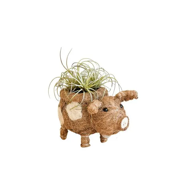 Likhâ Baby Country Pig Animal Planter Natural Coco Coir Mini Indoor Pot - Brown