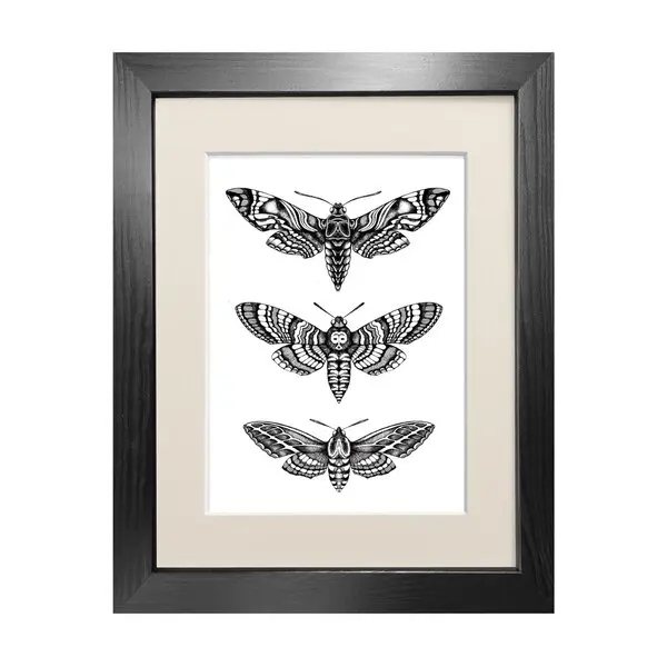 EMILY CARTER Hawk Moths' Fine Art Print A4 - Black