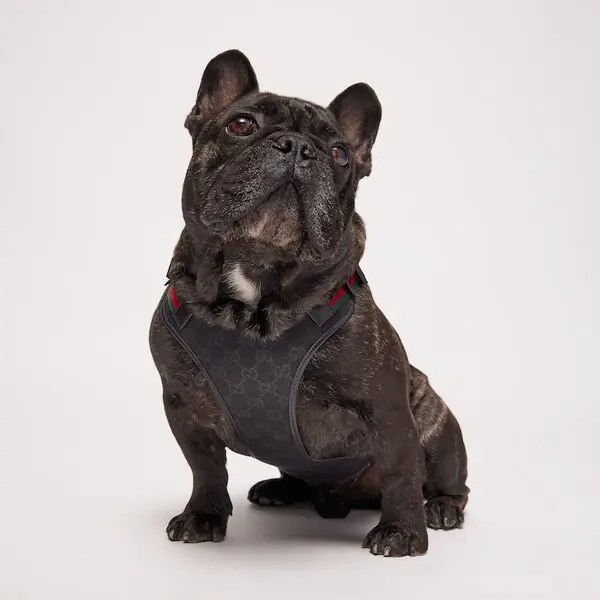 Gucci Gg Monogram Pet Collar - Black
