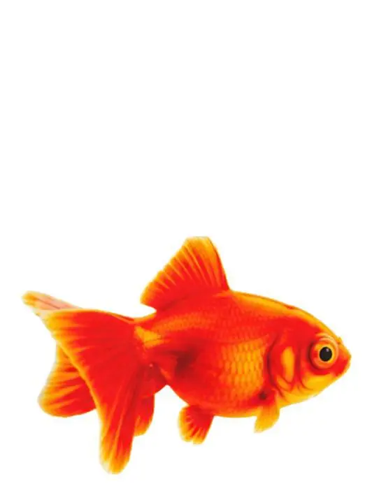 MYSIMPLICATED Orange Oversized T-shirt With Lucky Fish Design - White/orange