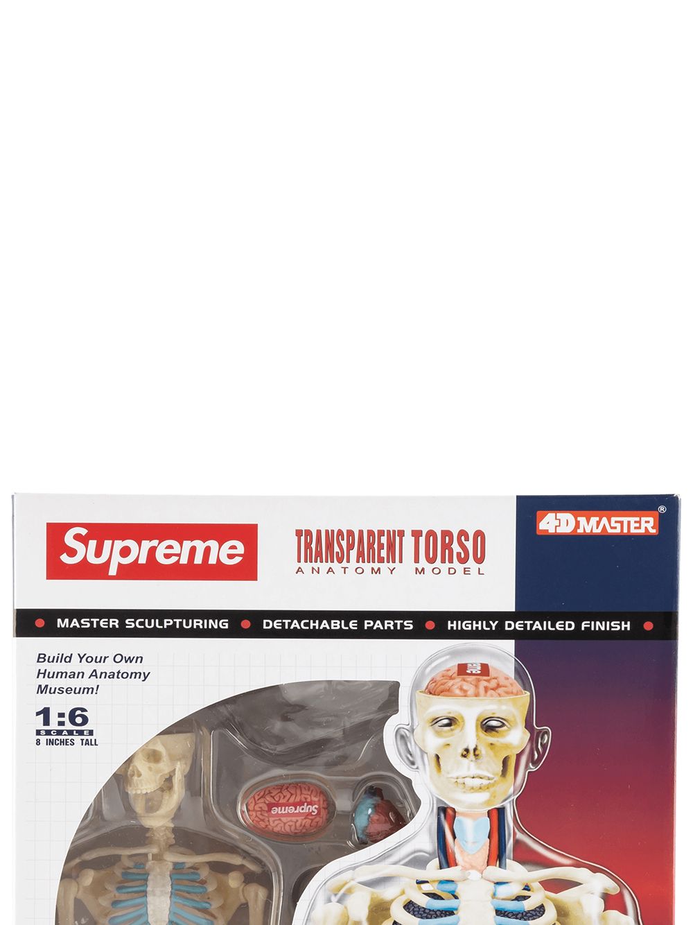 Supreme Male Anatomy Model - Multicolour | Editorialist