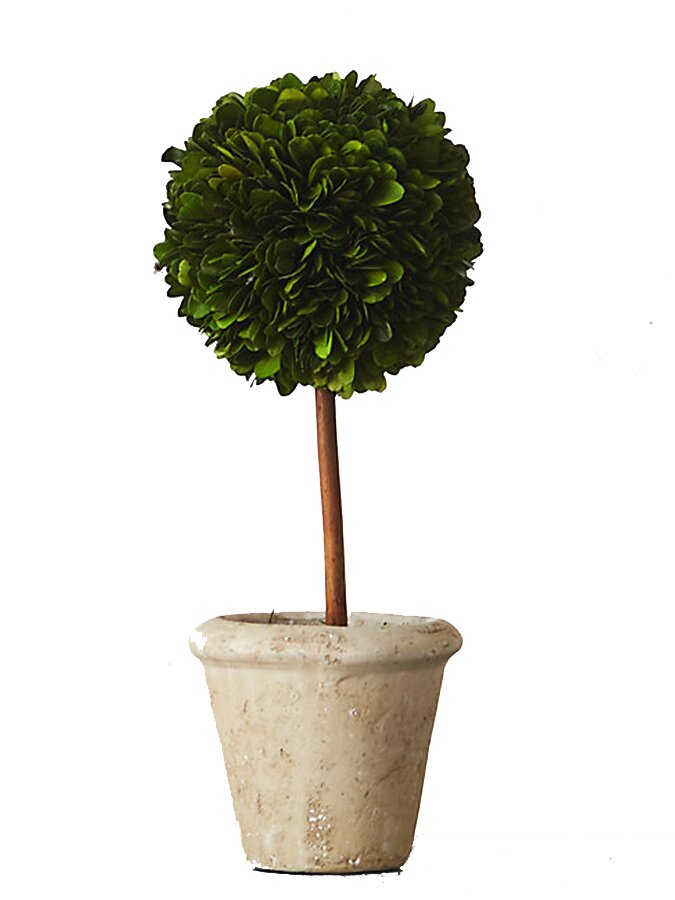 Terrain - Preserved Boxwood Sphere Topiary