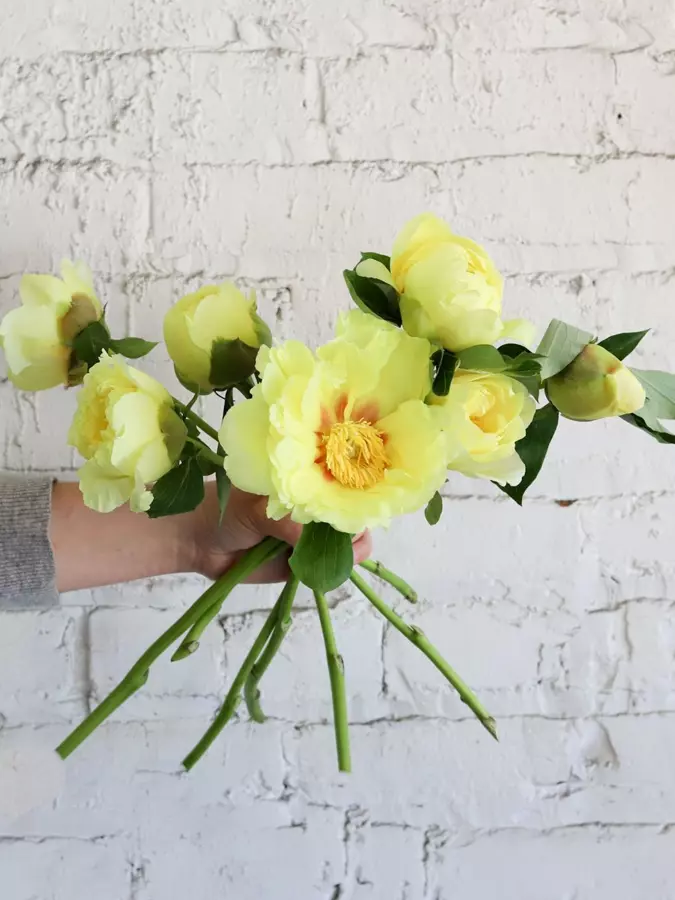 Farmgirl Flowers - O-M-Tree, 8 Tree Peonies