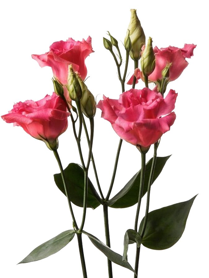 Flowerbx - Fandango Pink Lisianthus