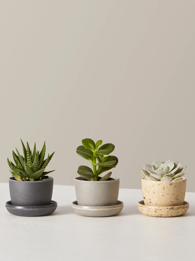 The Sill - Potted Succulent Assortment