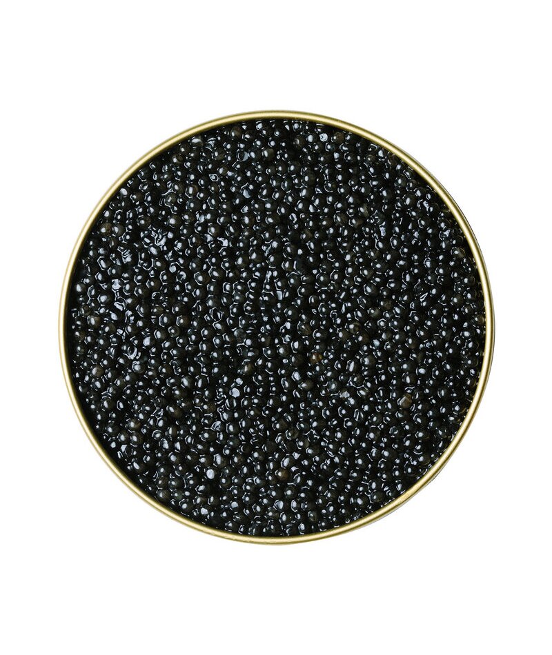 Regiis Ova - Siberian Baerii